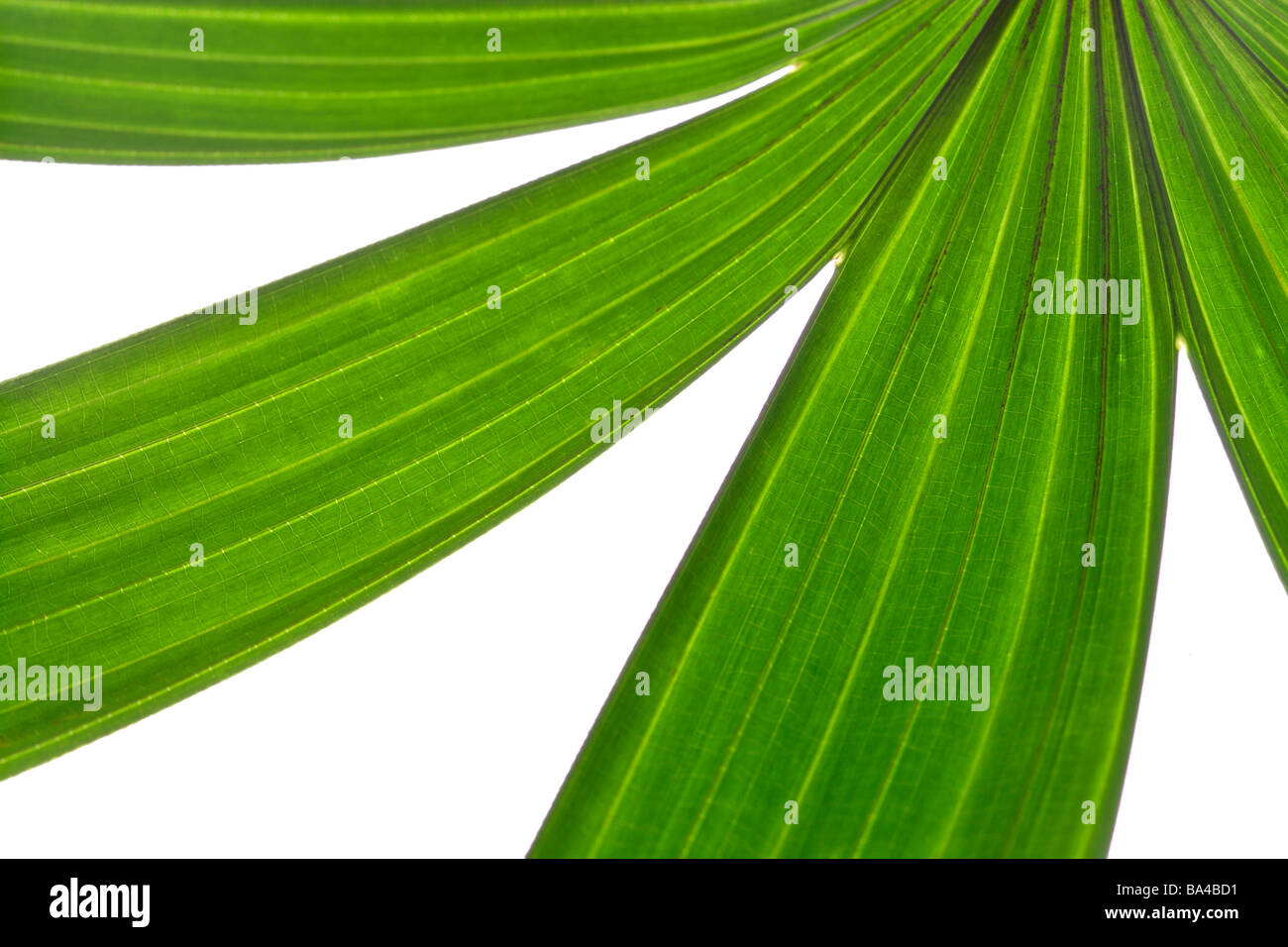 Gren leaf close up Stock Photo - Alamy