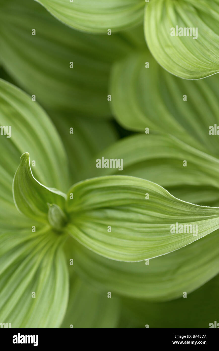 Plants detail leaves leaf-ribs green 05/2006 Stock Photo - Alamy