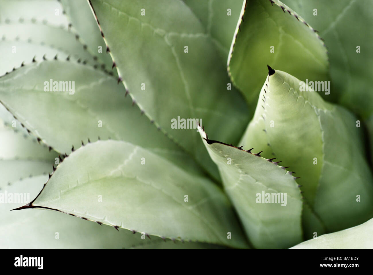 Dragon-tree-agave thorns bedornt agave Attenuata Background leaves ...