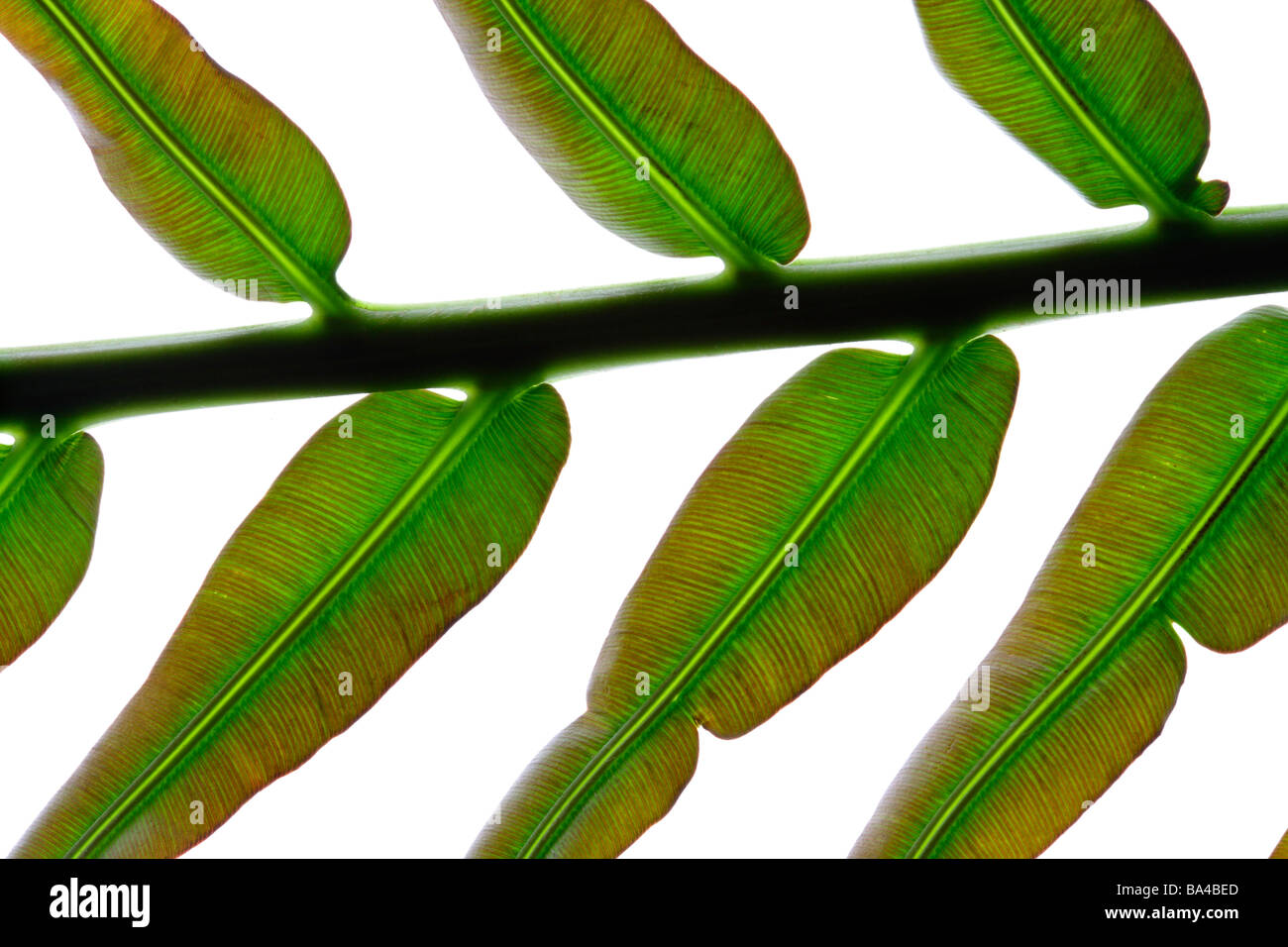 Leaves on stem close up Stock Photo - Alamy