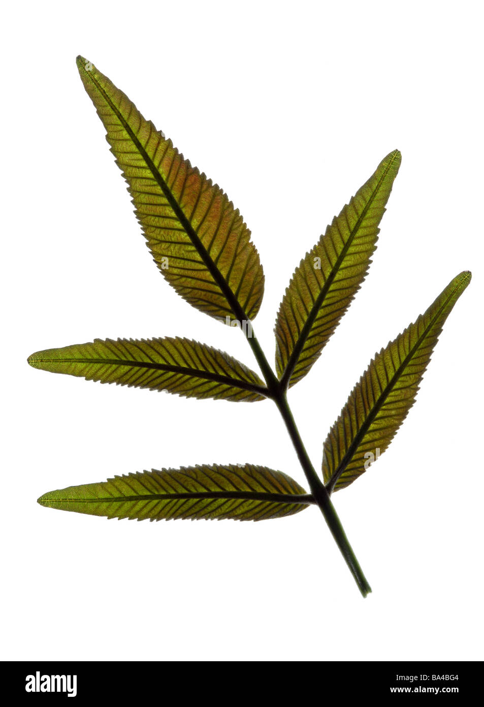 Leaves on stem Stock Photo - Alamy