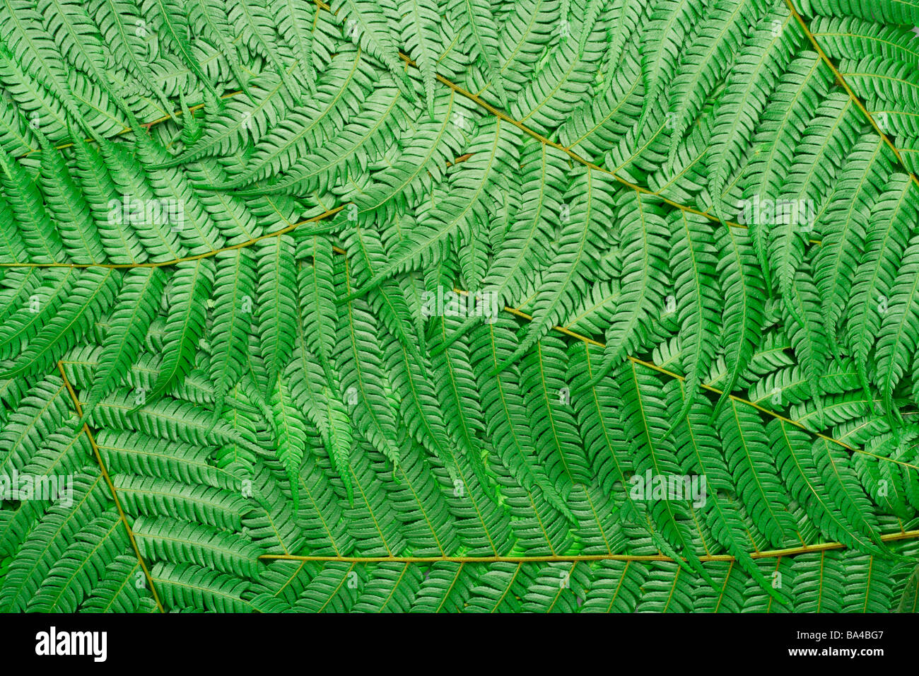 Ferns full frame Stock Photo - Alamy