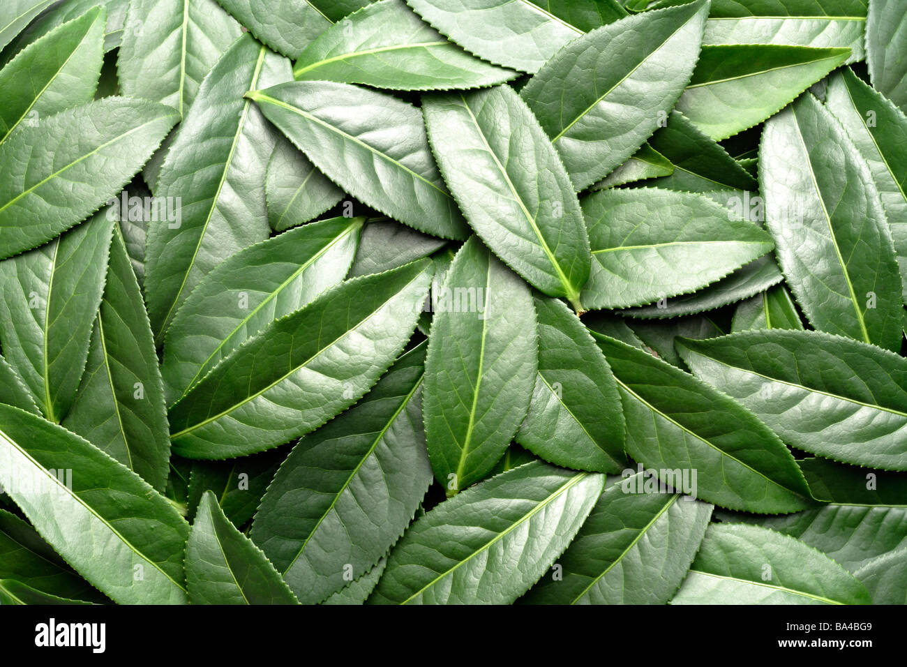 Tea leaves full frame Stock Photo - Alamy