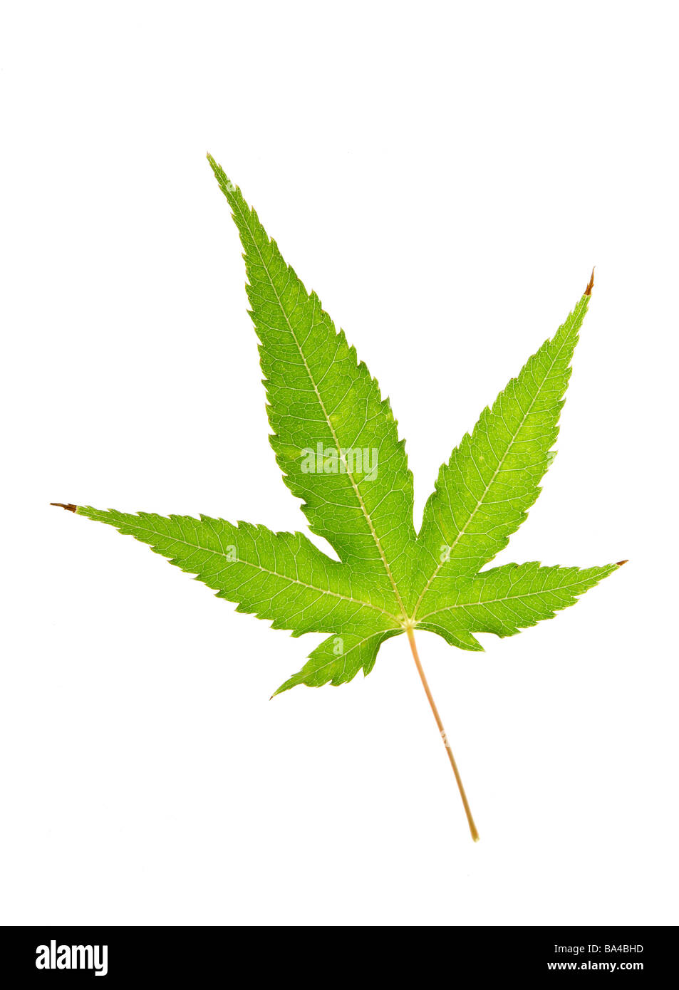 Maple Leaf close up Stock Photo - Alamy