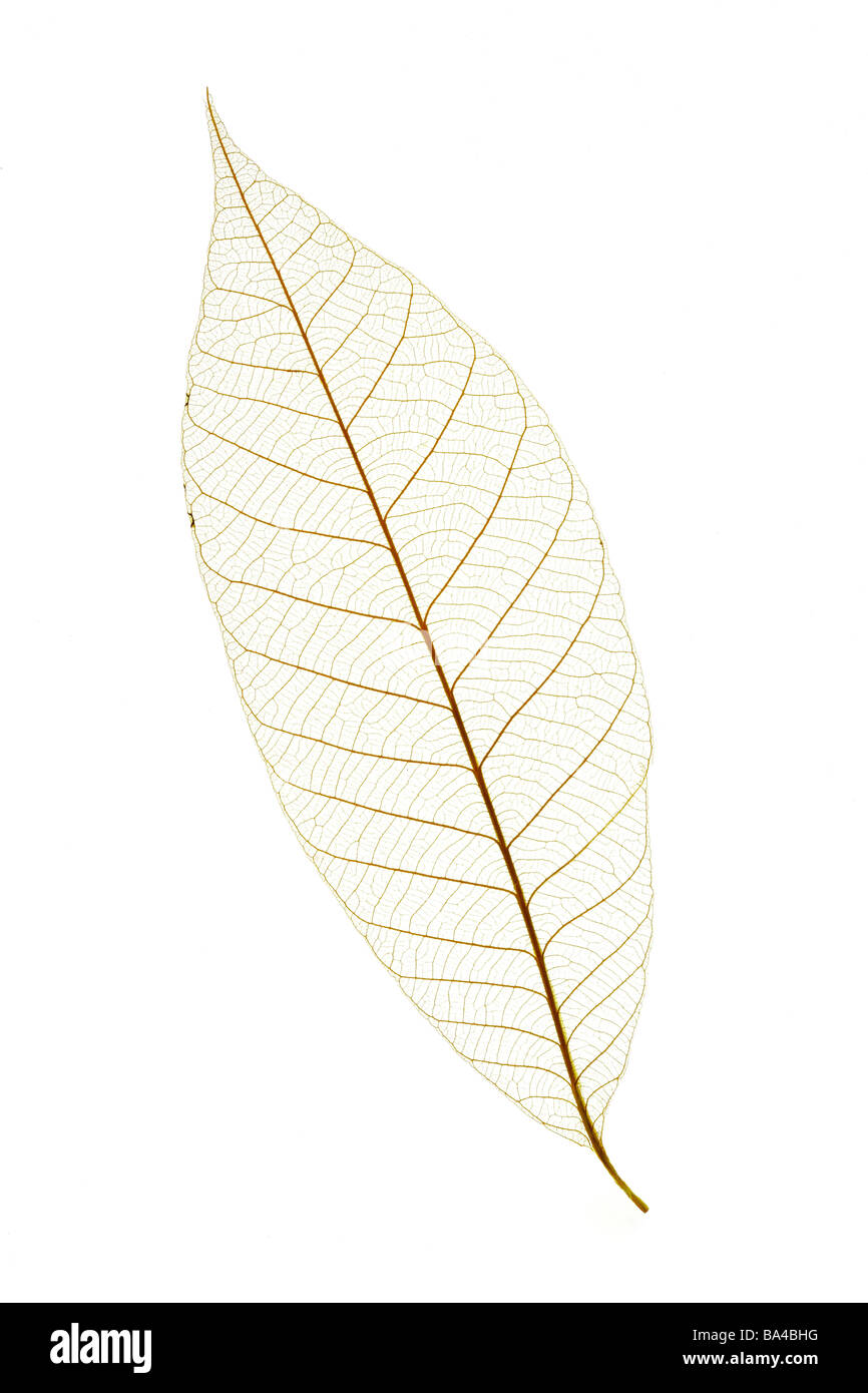 Transparent leaf hi-res stock photography and images - Alamy