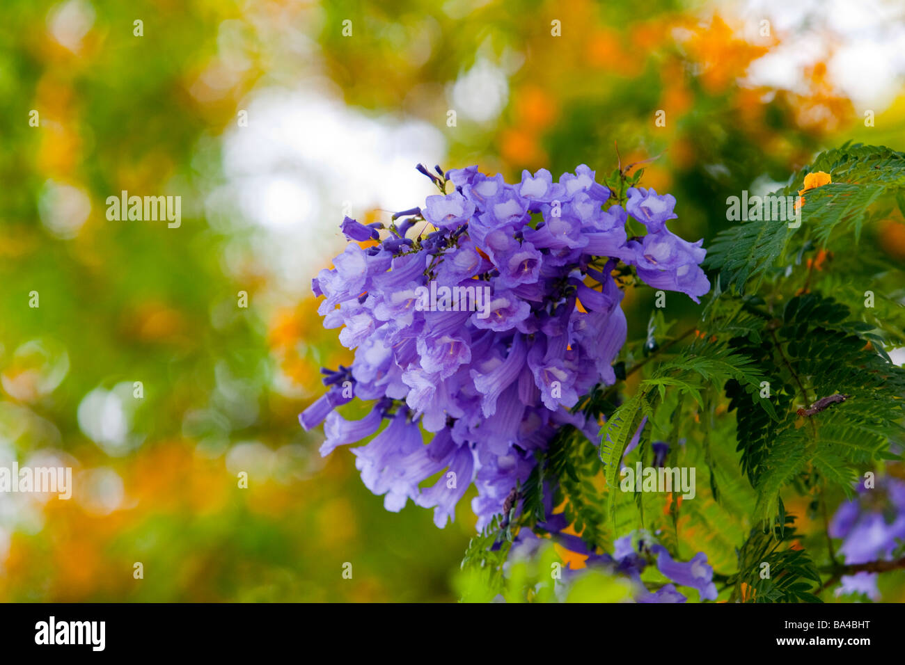 Jacaranda flowers Seville Spain Stock Photo - Alamy