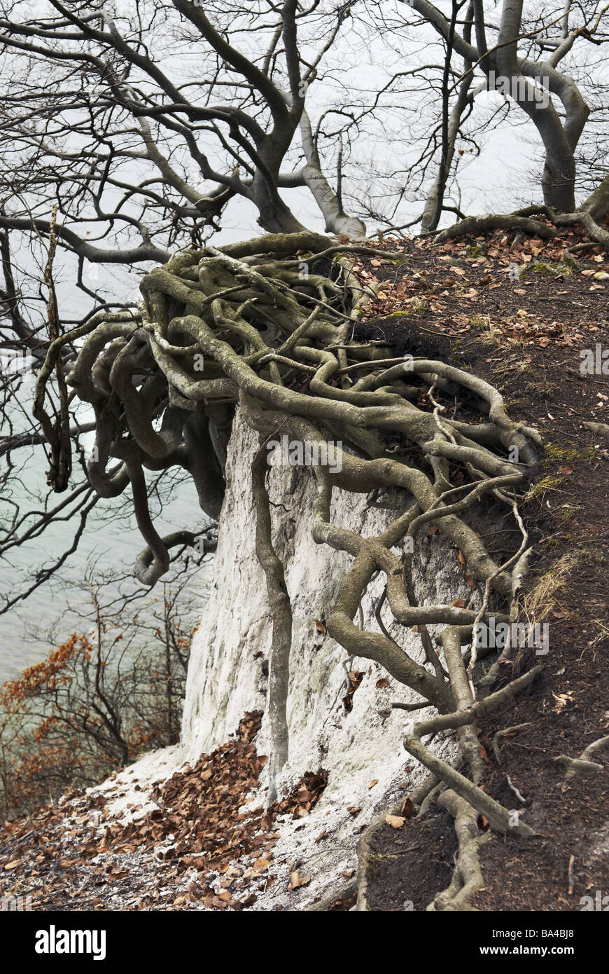 Exposed Rooted Tree High Resolution Stock Photography and Images - Alamy