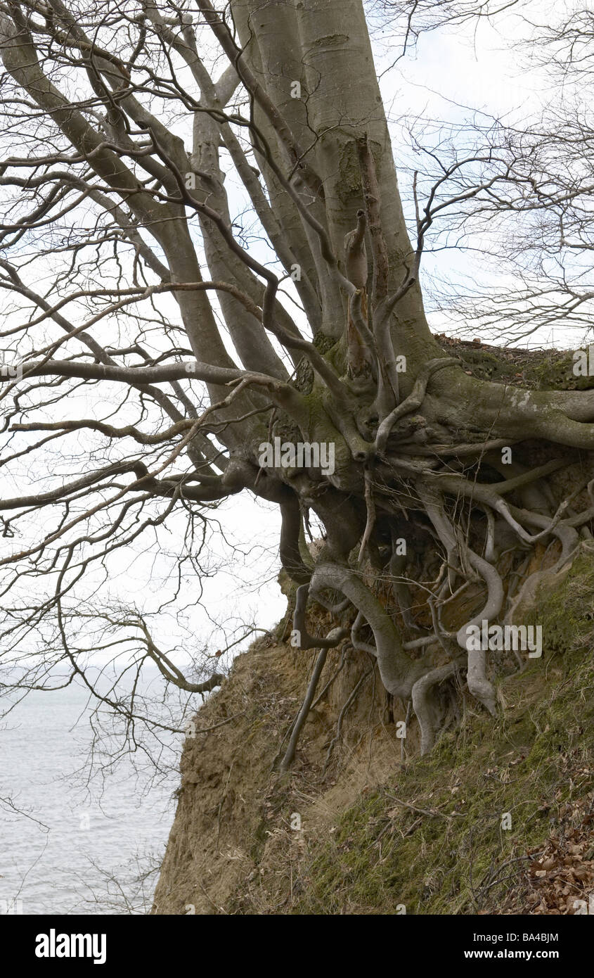 Tree-root detail tree-trunks roots ground leaves sea heavens Germany ...
