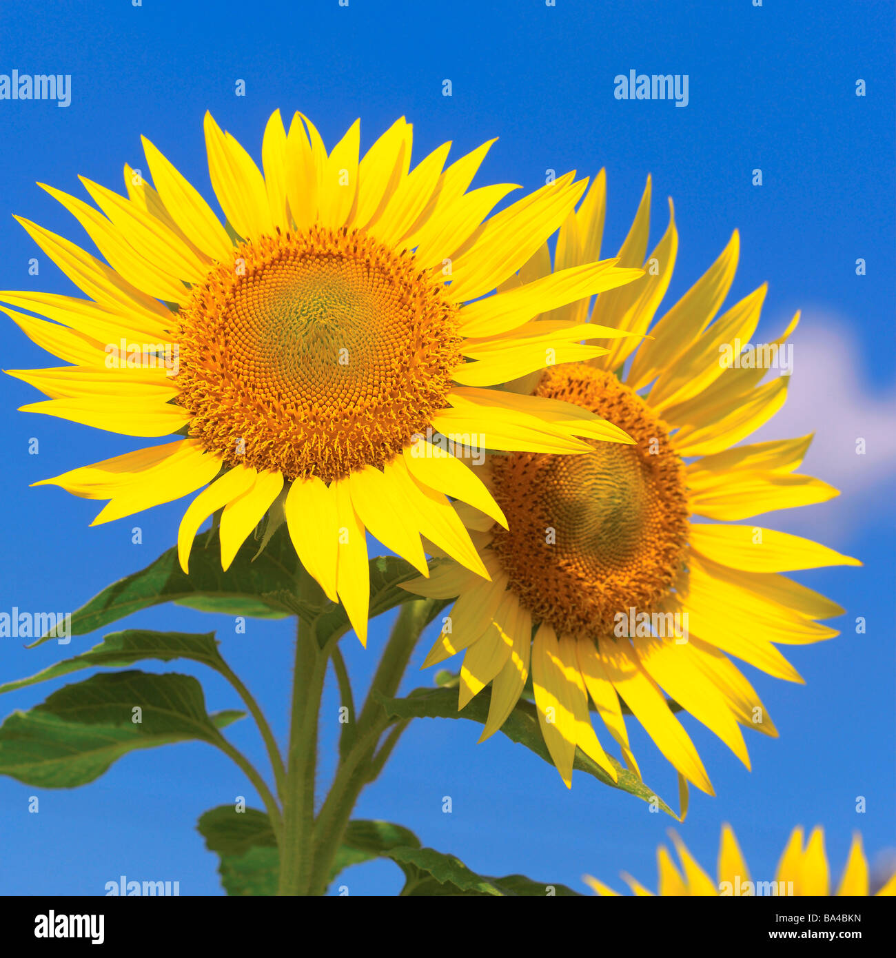 Still Life With Two Sunflowers High Resolution Stock Photography and ...
