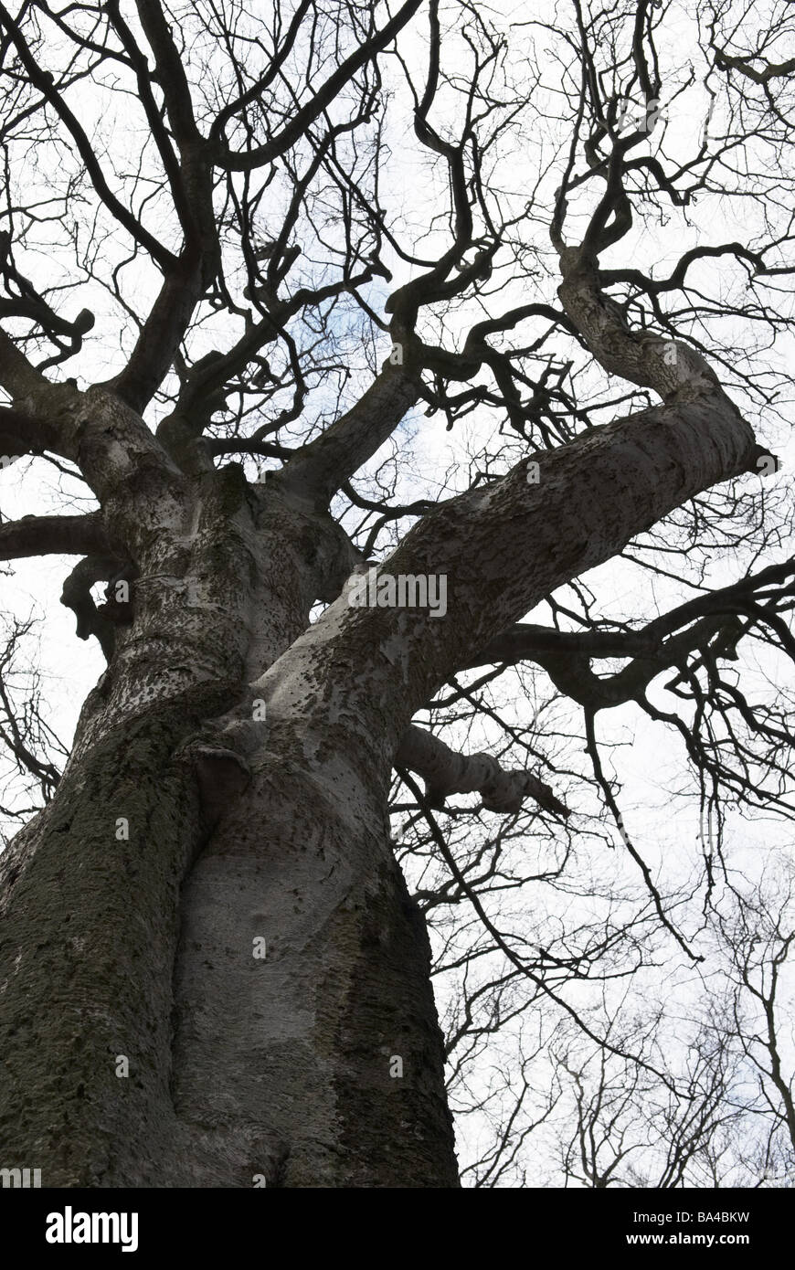 Hard branches hi-res stock photography and images - Alamy