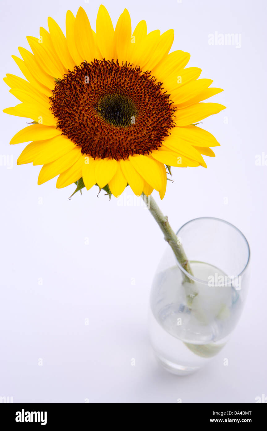 Single sunflower in glass of water close up Stock Photo - Alamy