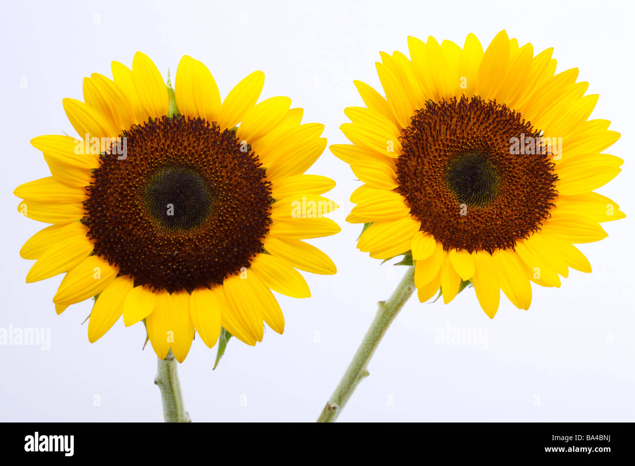 Still life with two sunflowers hi-res stock photography and images - Alamy