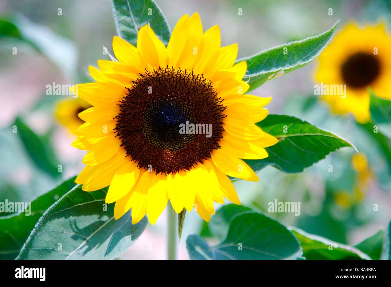 Single sunflower hi-res stock photography and images - Alamy