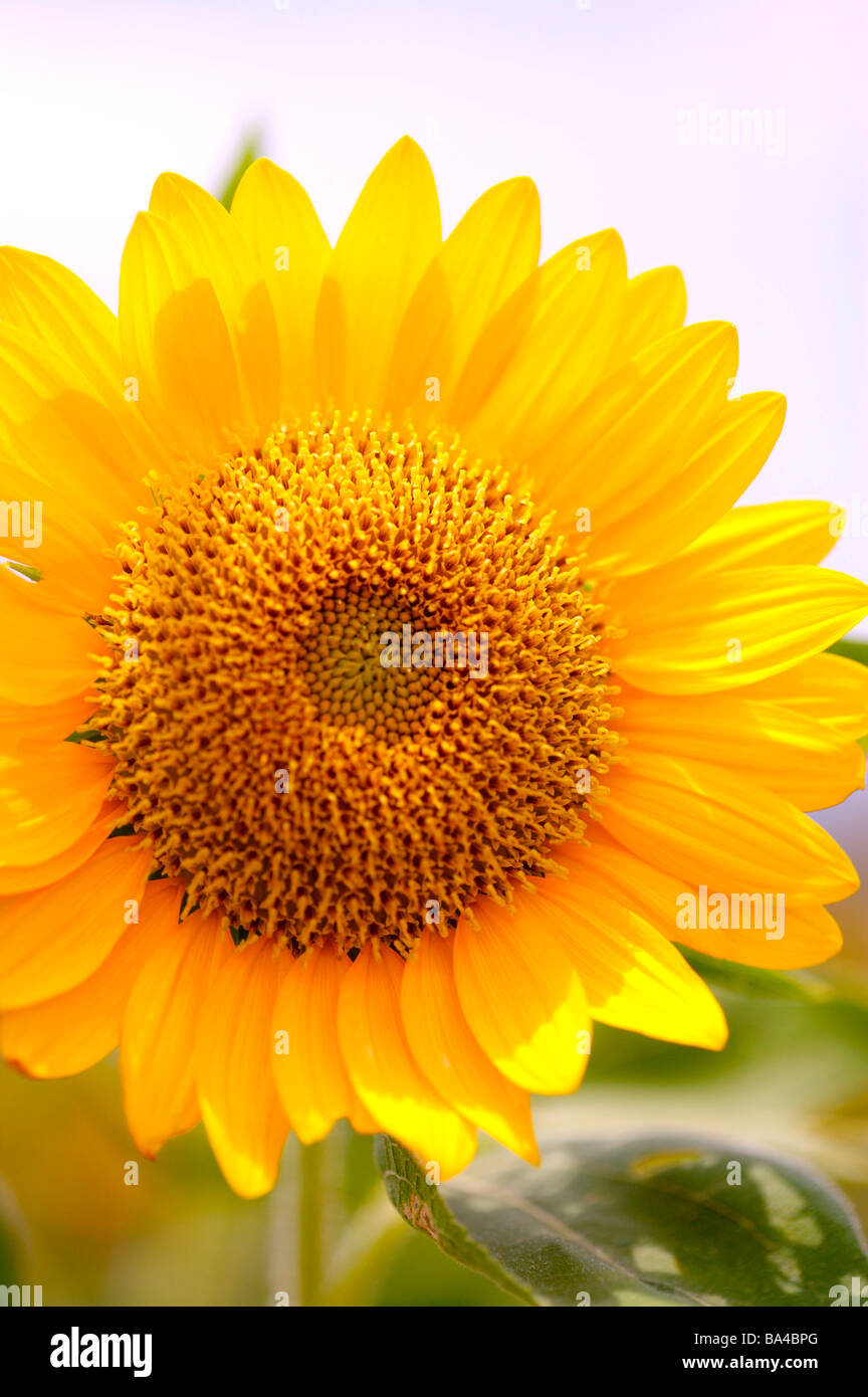 Sunflower close up Stock Photo - Alamy