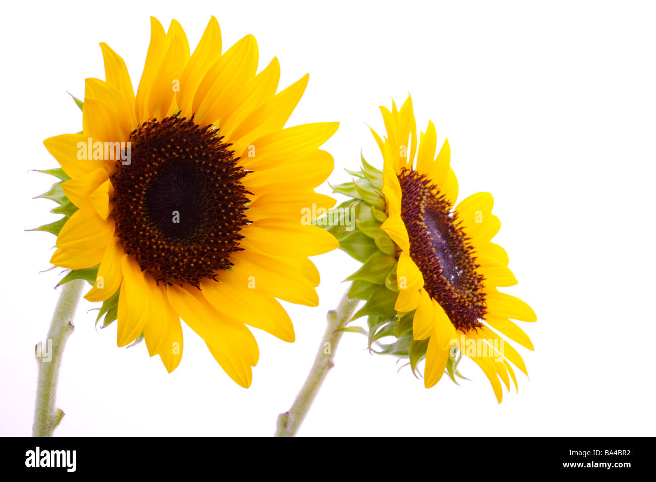 Two sunflowers close up Stock Photo - Alamy