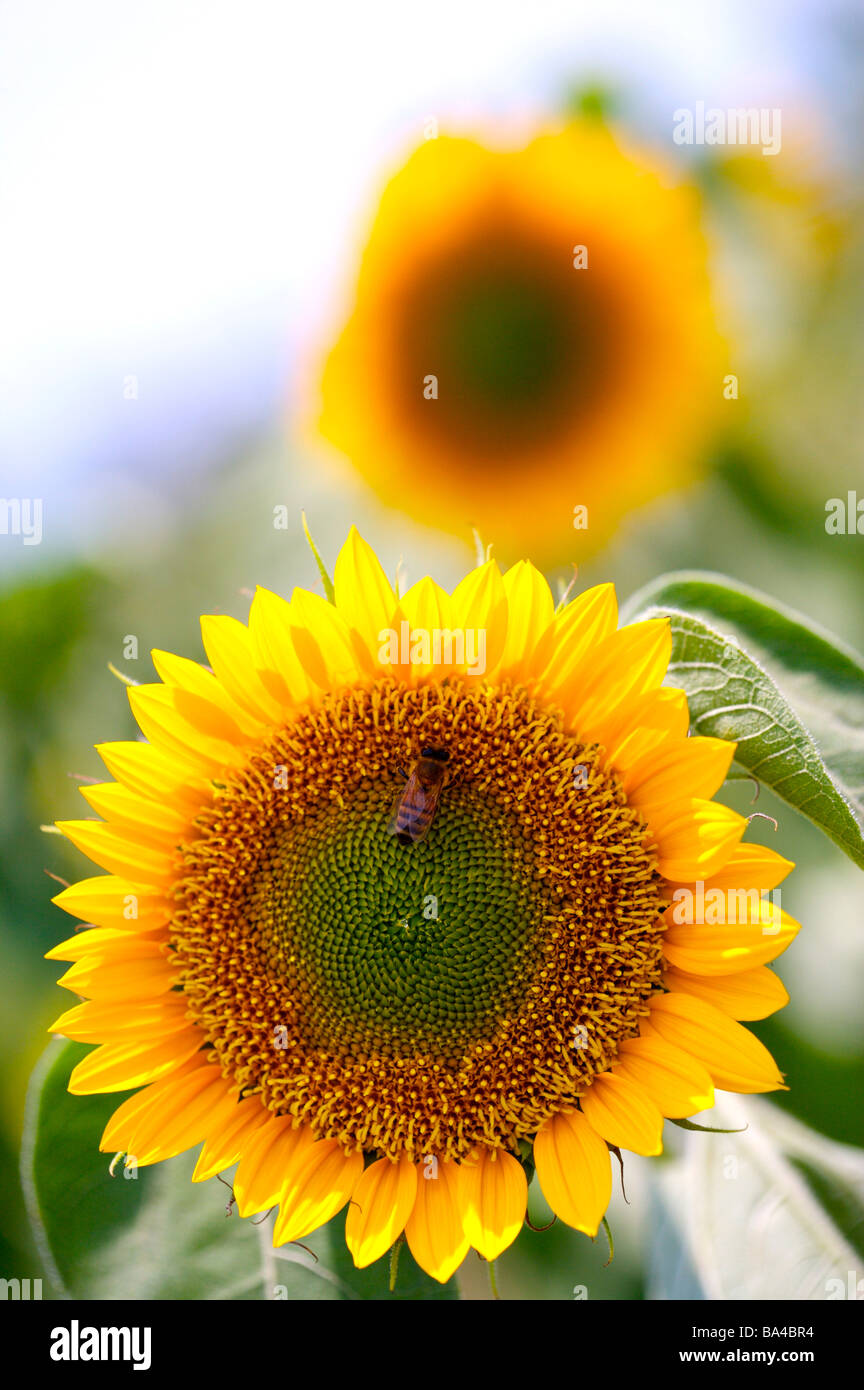 Two sunflowers close up Stock Photo - Alamy