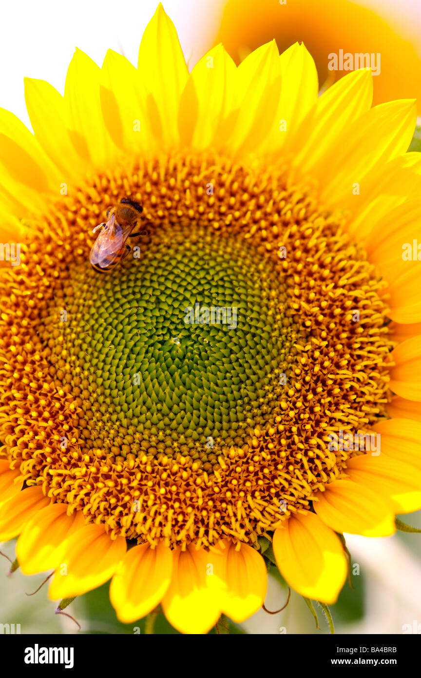 A bee on sunflower close up Stock Photo - Alamy