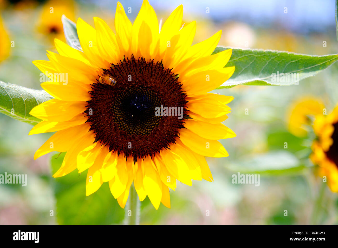Sunflower close up Stock Photo - Alamy
