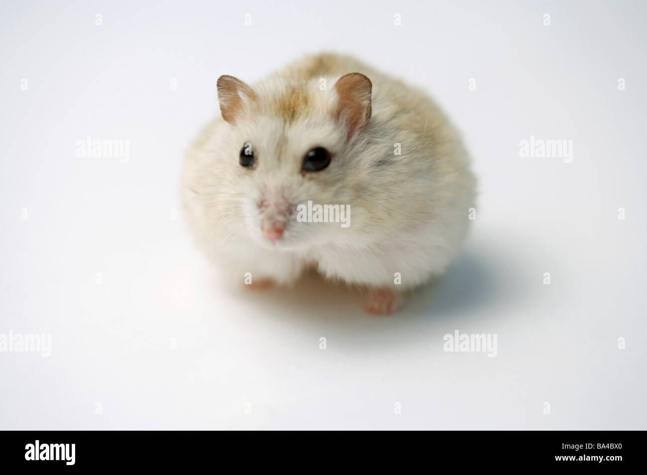 Crouching mouse hi-res stock photography and images - Alamy