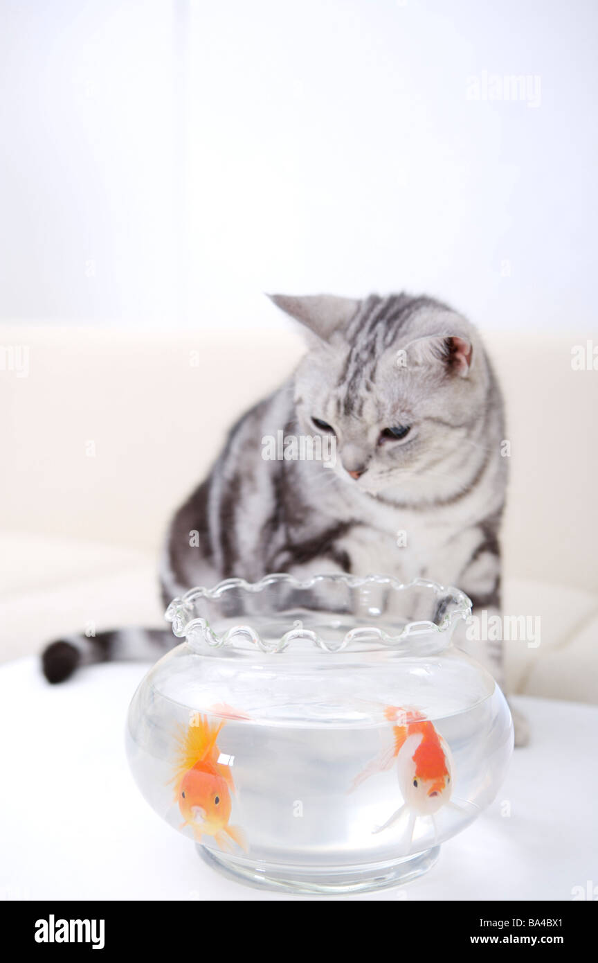 Cat watching goldfish hi-res stock photography and images - Alamy