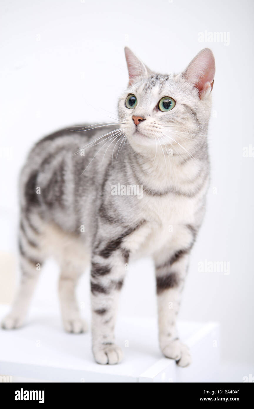 Domestic cat standing side view hi-res stock photography and images - Alamy