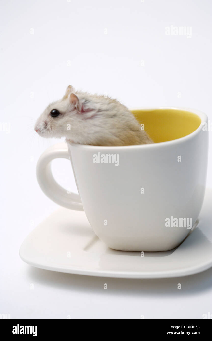Hamster in coffee cup Stock Photo - Alamy