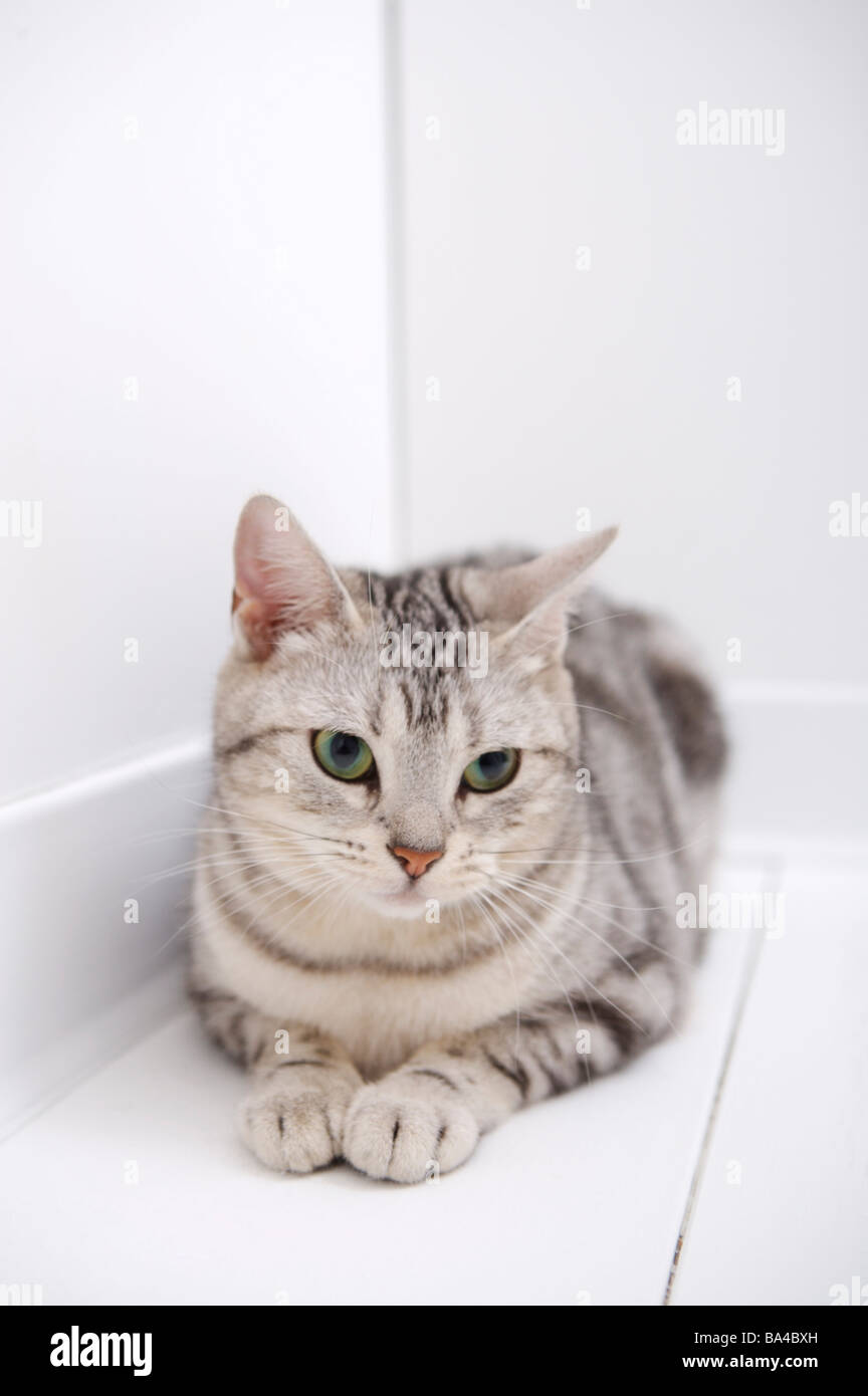 Cat crouching portrait Stock Photo - Alamy