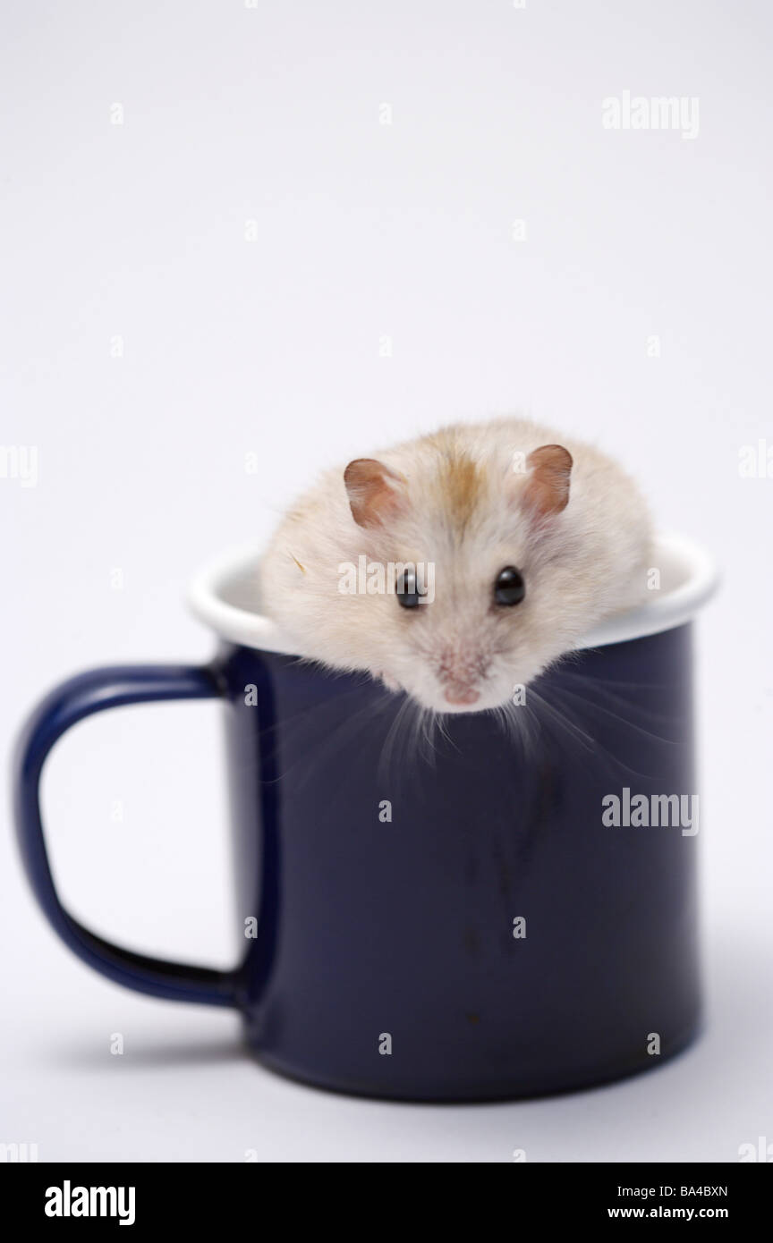 Hamster in mug hi-res stock photography and images - Alamy