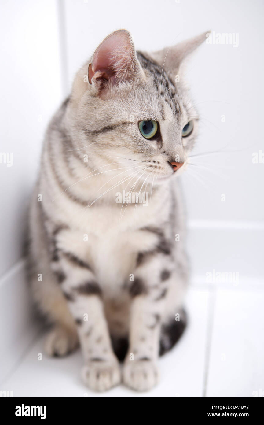 Cat in corner hi-res stock photography and images - Alamy