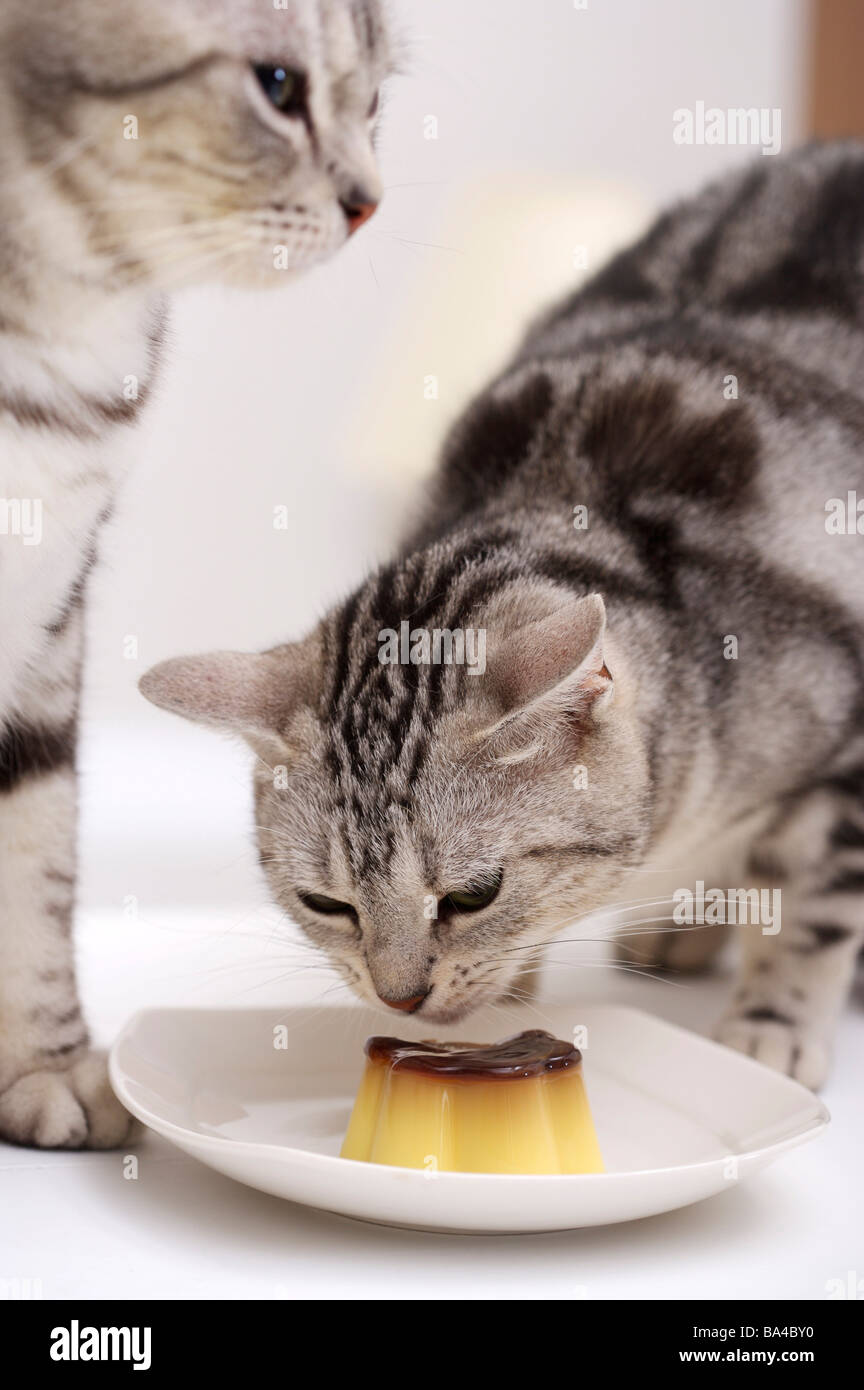 Cat eating pudding Stock Photo - Alamy
