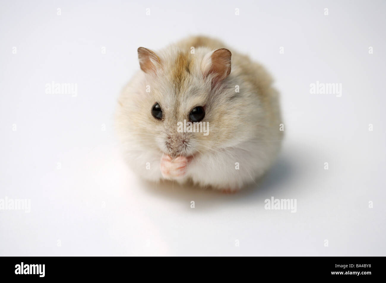 Hamster side view hi-res stock photography and images - Alamy