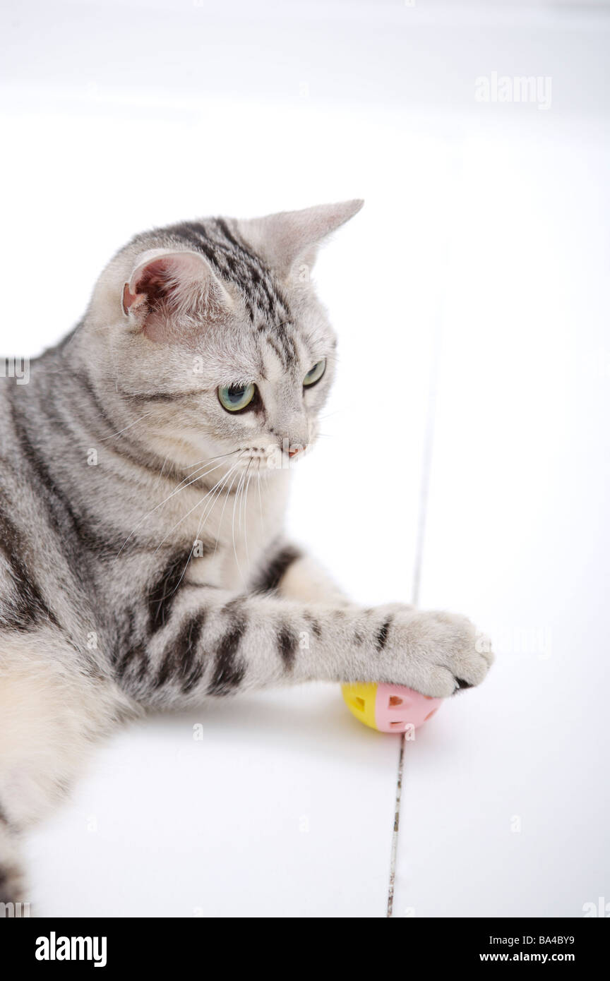 Cat placing paws on ball lying Stock Photo - Alamy
