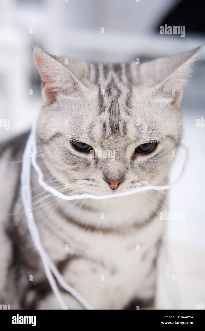 Cat with wool on head close up Stock Photo - Alamy