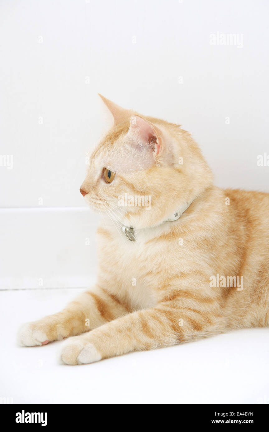 Side view of a cat lying Stock Photo - Alamy