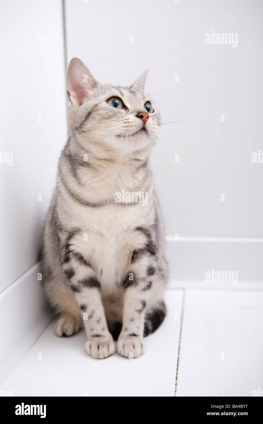 Cat in corner hi-res stock photography and images - Alamy