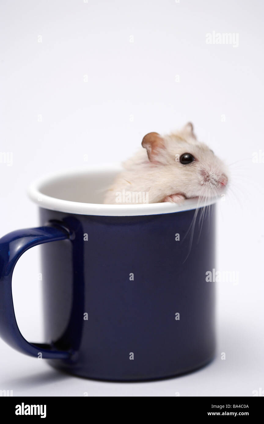 Hamster in mug hi-res stock photography and images - Alamy