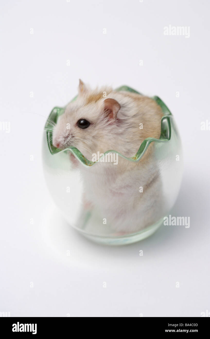 Hamster in glass Stock Photo - Alamy