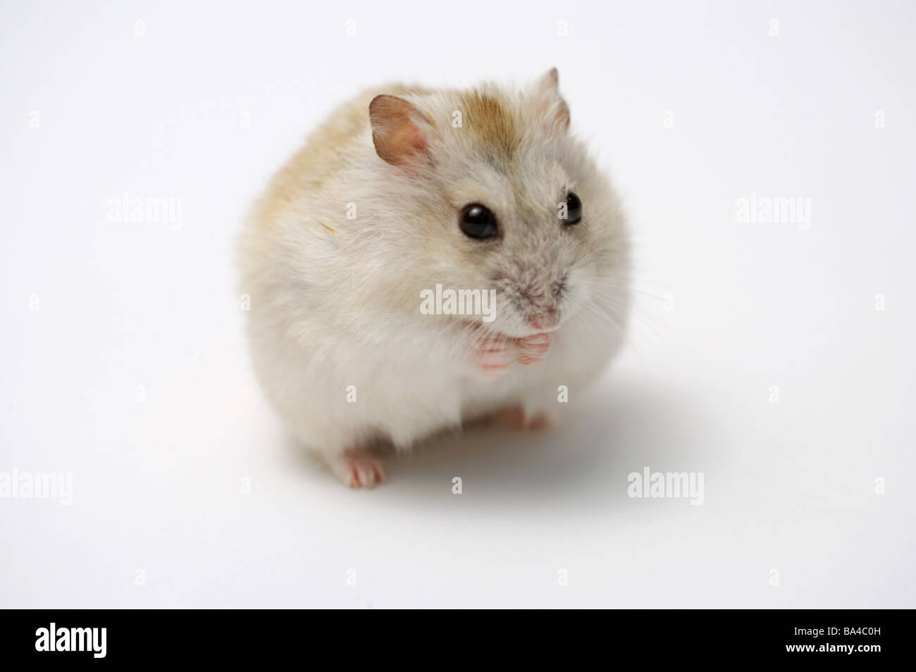 Hamster image hi-res stock photography and images - Alamy