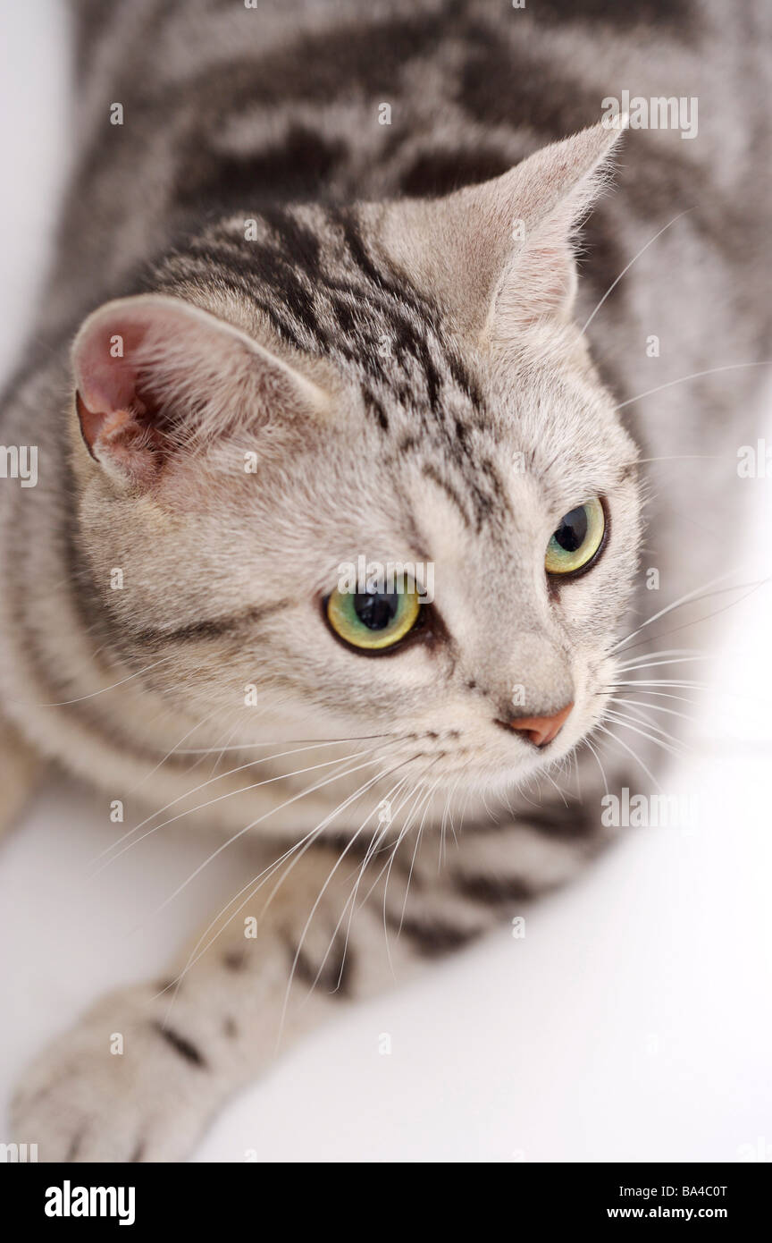 Cat lying portrait Stock Photo - Alamy
