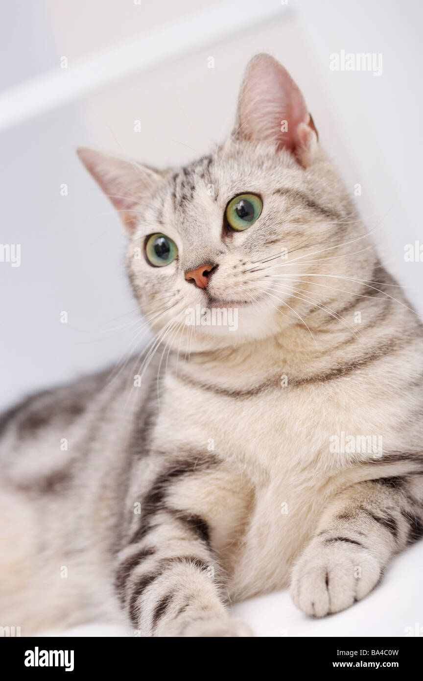 Cat lying portrait Stock Photo - Alamy