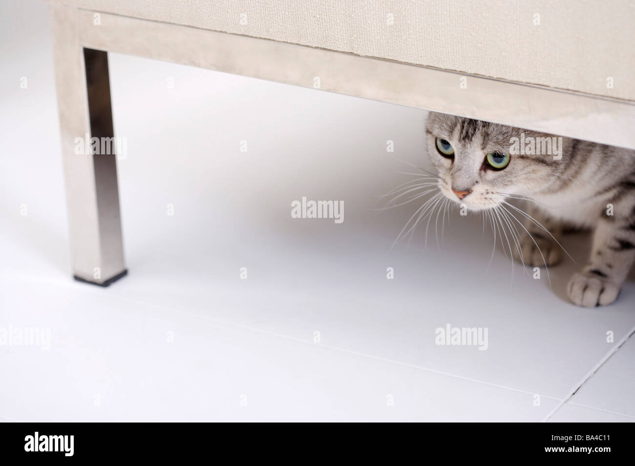 Cat under the table hi-res stock photography and images - Alamy