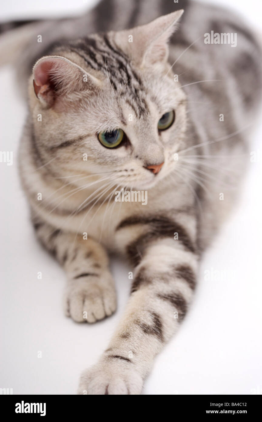 Cat lying portrait Stock Photo - Alamy