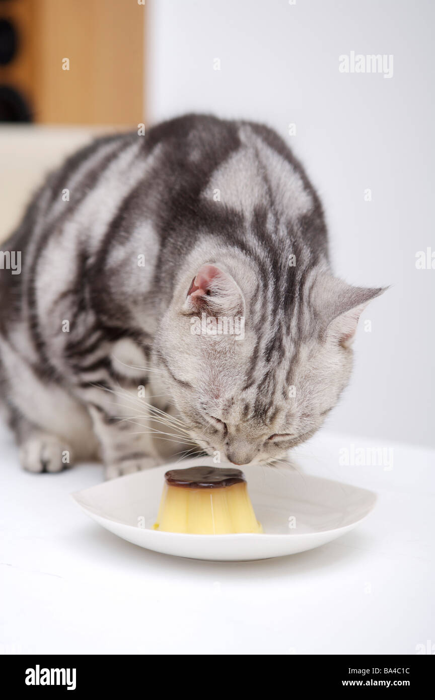 Cat smelling pudding on plate Stock Photo - Alamy