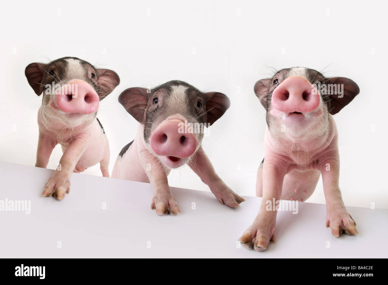 Three piglets standing Stock Photo - Alamy