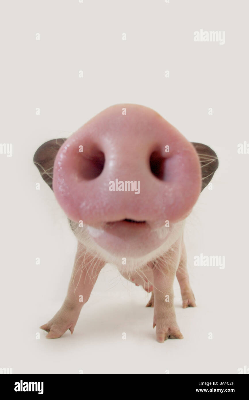 Piglet close up Stock Photo - Alamy