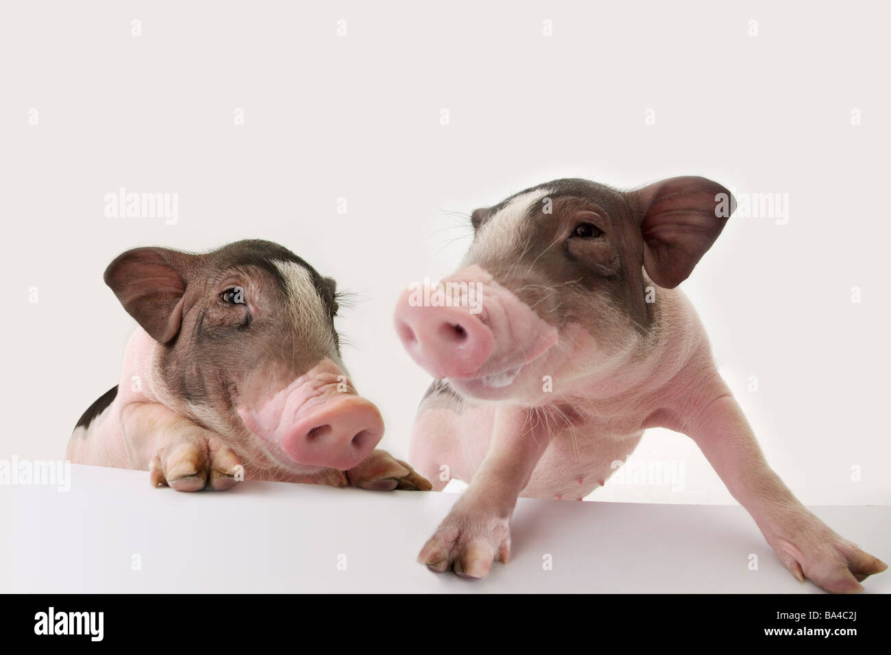 Two piglets hi-res stock photography and images - Alamy