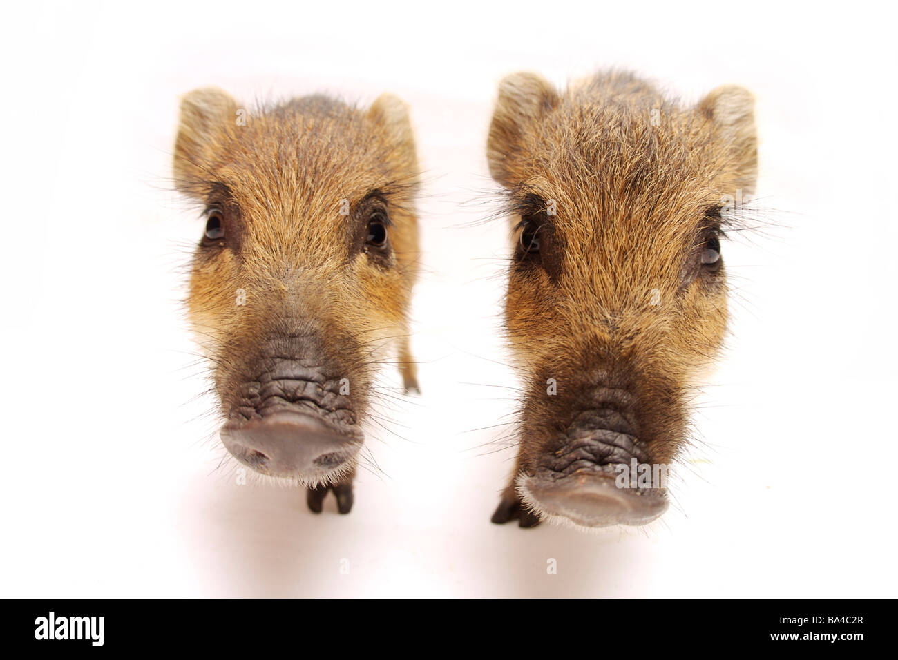 Two piglets front view Stock Photo - Alamy