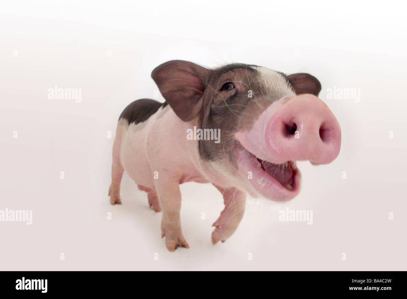 Piglet laughing close up Stock Photo - Alamy