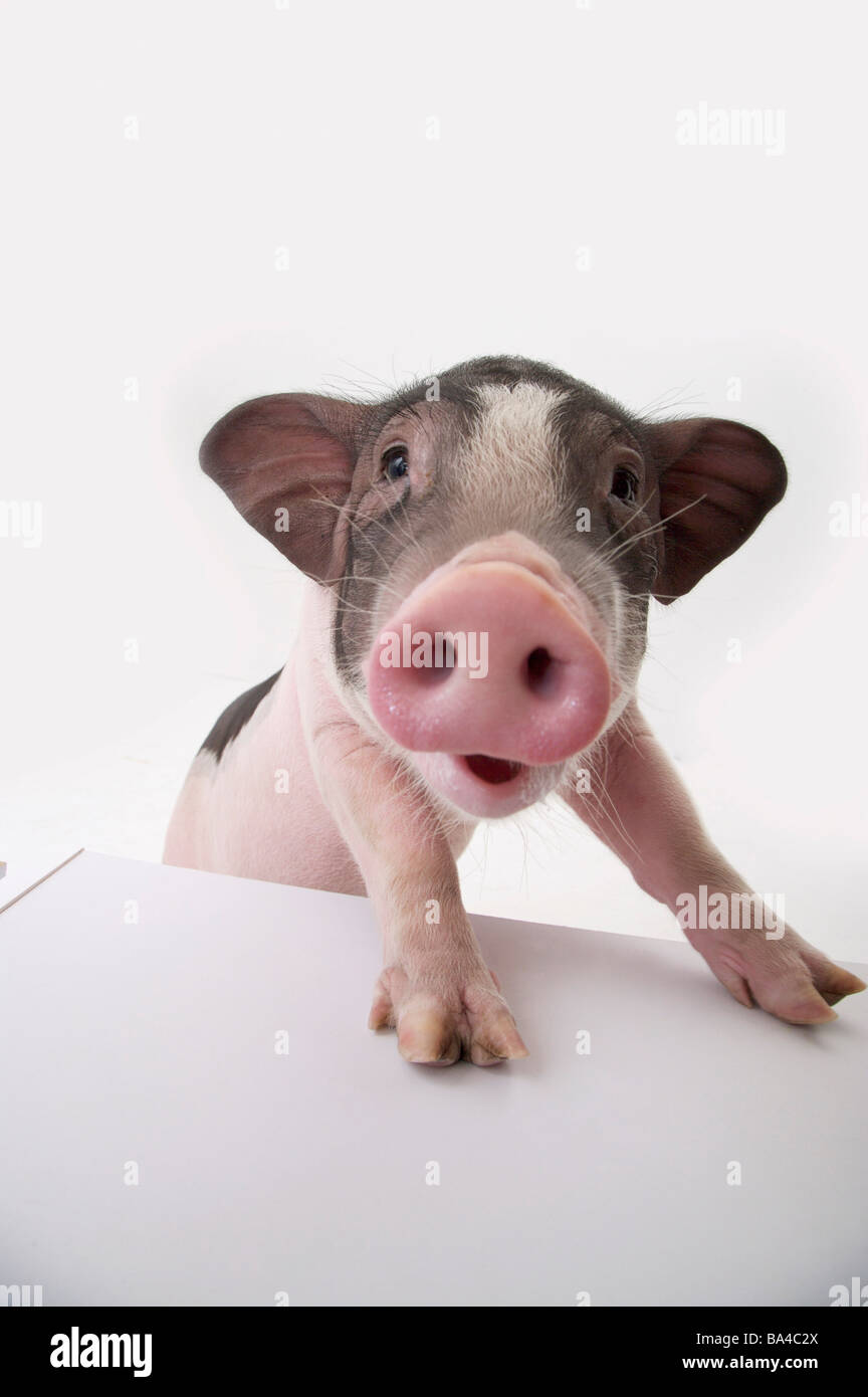 Real Piglet
