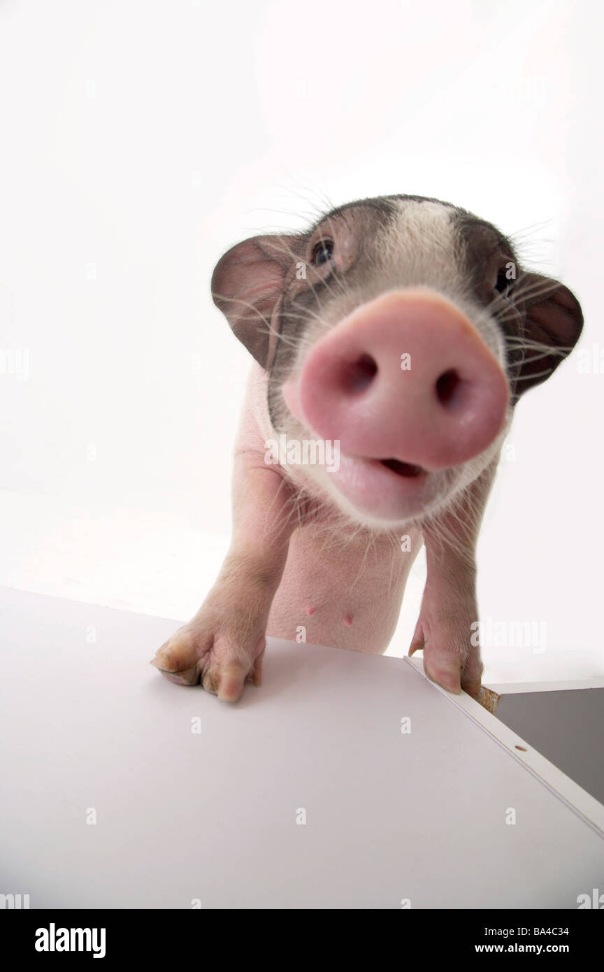 Close up of a piglet front view Stock Photo - Alamy